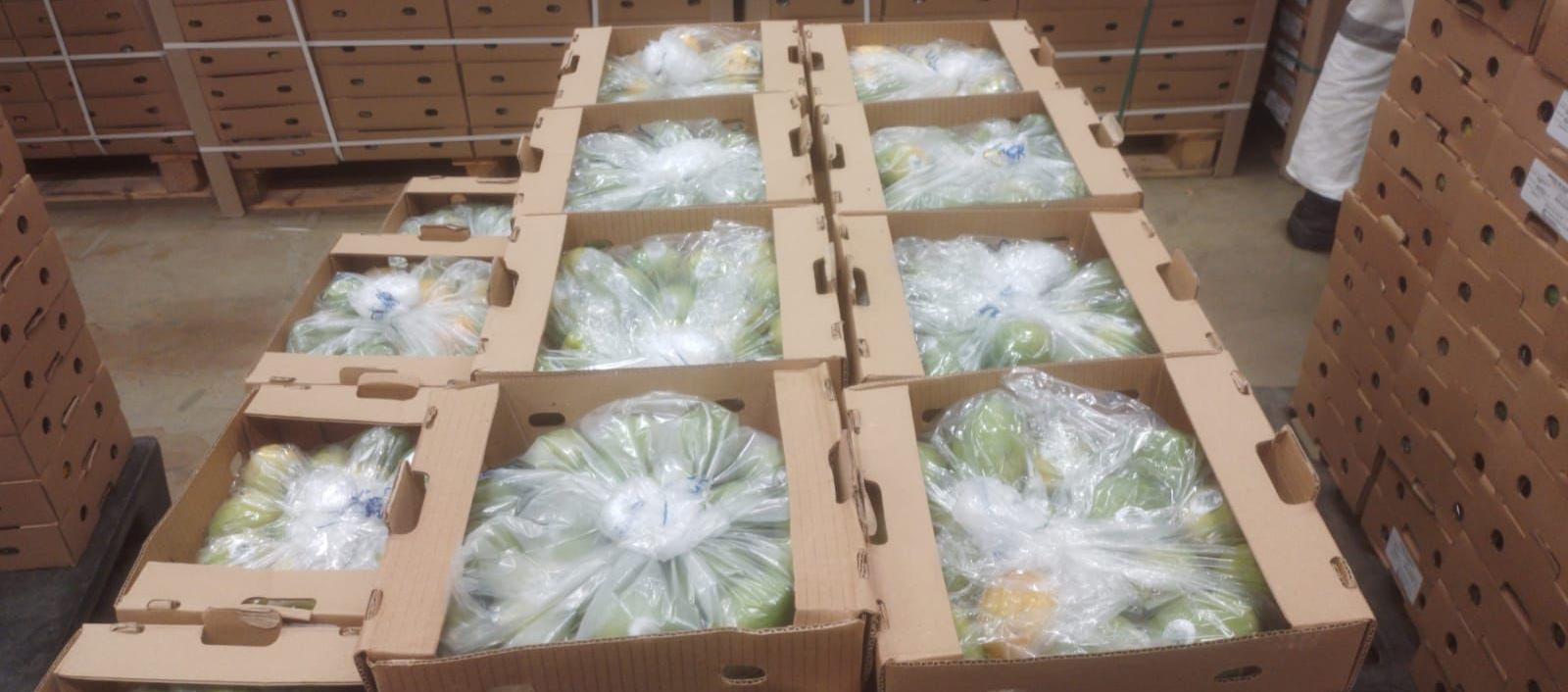 Exportan por primera vez mango de azúcar a EE.UU.: 13 toneladas desde ...